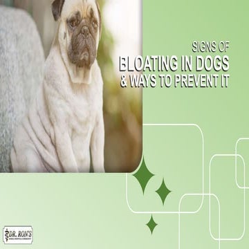 Signs of Bloating in Dogs & Ways to Prevent it | PPTX