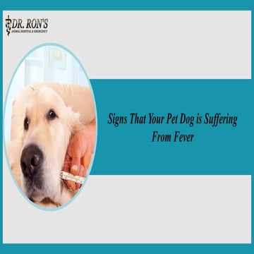 Signs That Your Pet Dog is Suffering From Fever | PPT