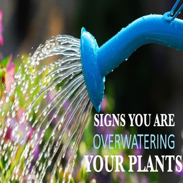 Signs You are Overwatering Your Plants | PDF