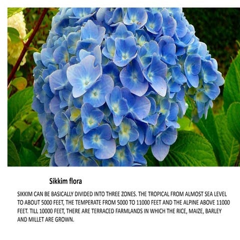Sikkim flora | PPTX