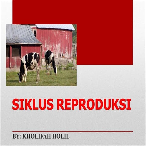 Anatomi reproduksi jantan dan betina pada sapi dan babi | PPTX
