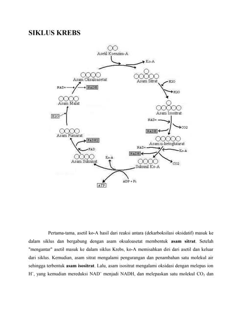 Dekarboksilasi Oksidatif dan Siklus Krebs | PPSX