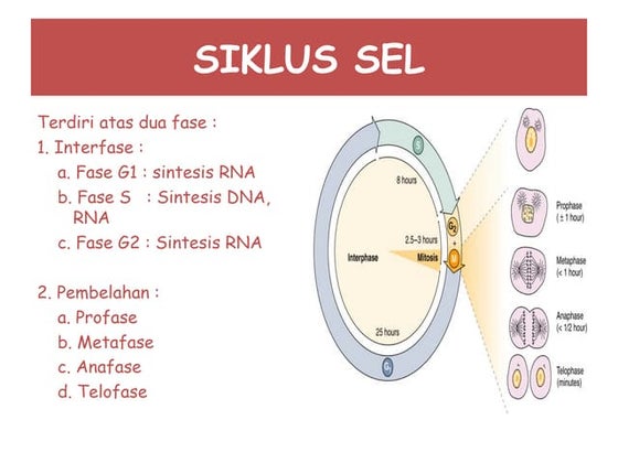 Siklus Sel Tahapan Siklus Sel Kontrol Pemelahan Sel Dan Mekanisme Sel