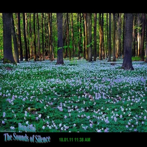 Silence forest | PPT