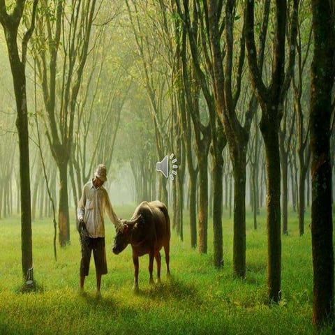 Silent Morning | PPSX