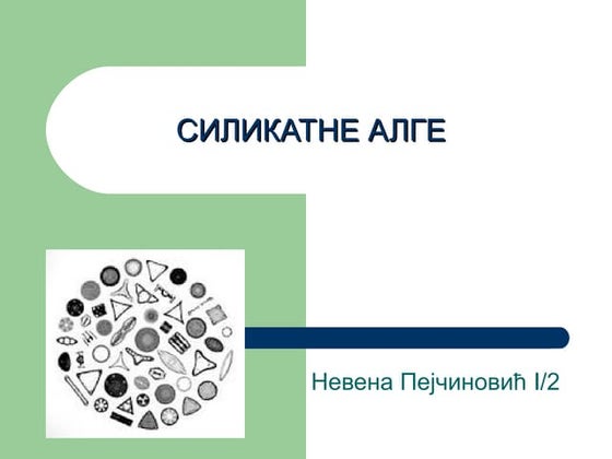 Silikatne alge (bacillariophyta) | PPT
