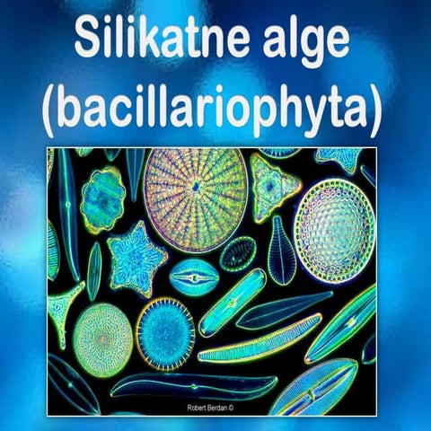 Silikatne alge (bacillariophyta) | PPT