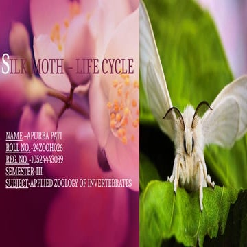 Life cycle of silkworm | PPTX