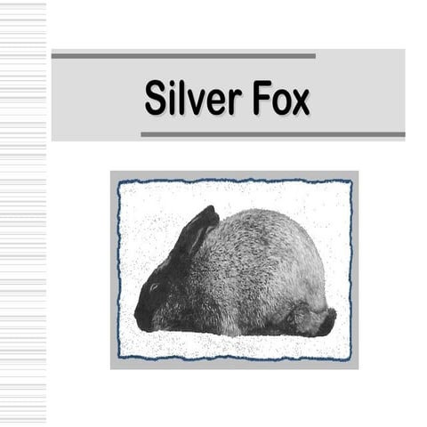Silver fox by Kitty Lynch | PPT