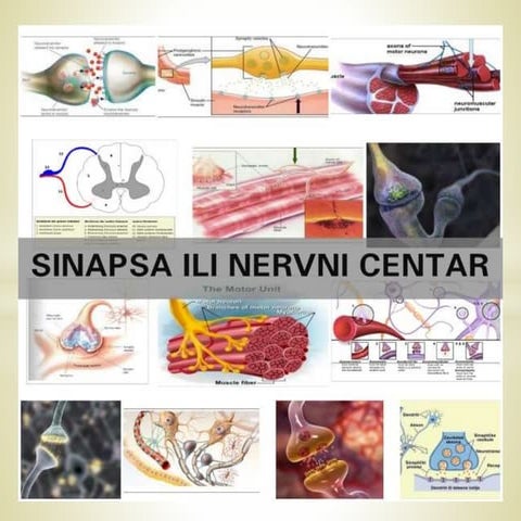 Sinapsa ili-nervni-centar (1) | PPTX