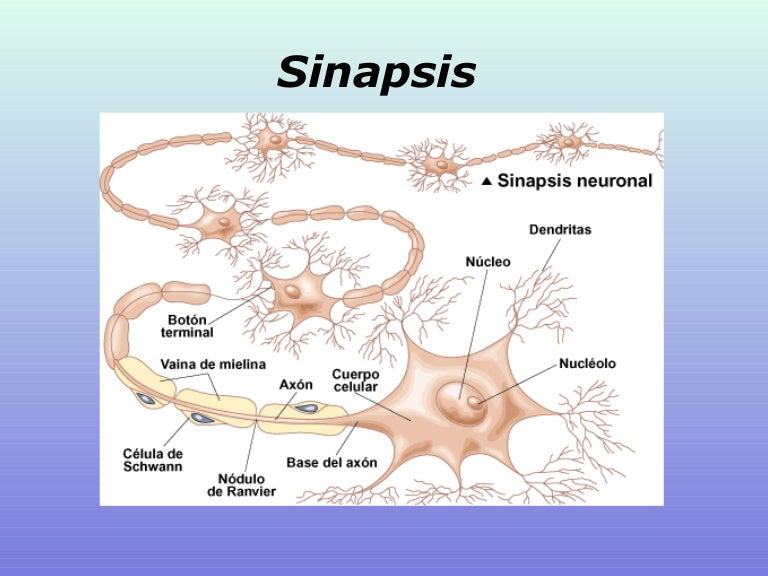 Sinapsis
