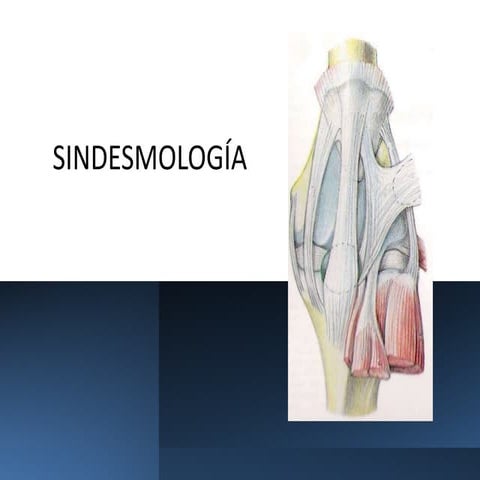 Sindesmologa | PPT