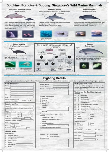 Singapore wild marine mammal survey (chinese brochure) | PDF