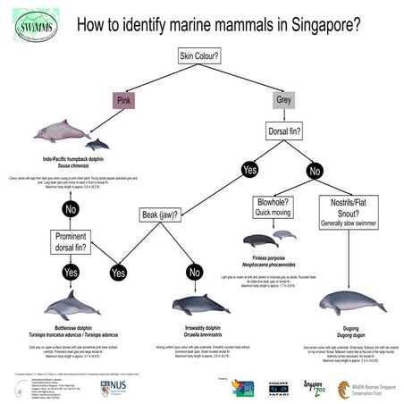 Singapore wild marine mammal survey(marine mammal identification chart ...