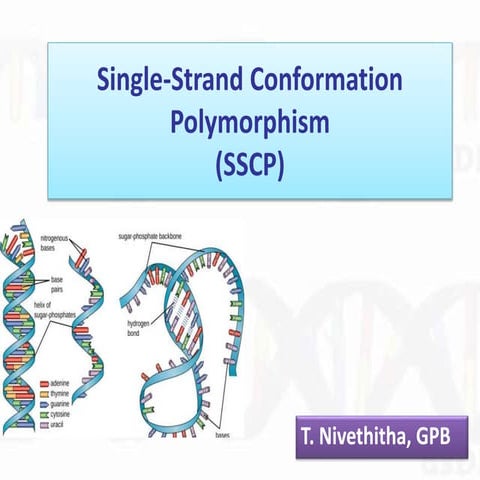 Single Strand Conformation Polymorphism Pptx