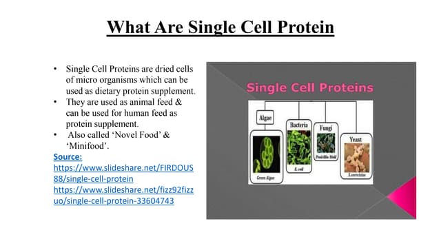 Single cell protein | PPTX | Chemistry | Science