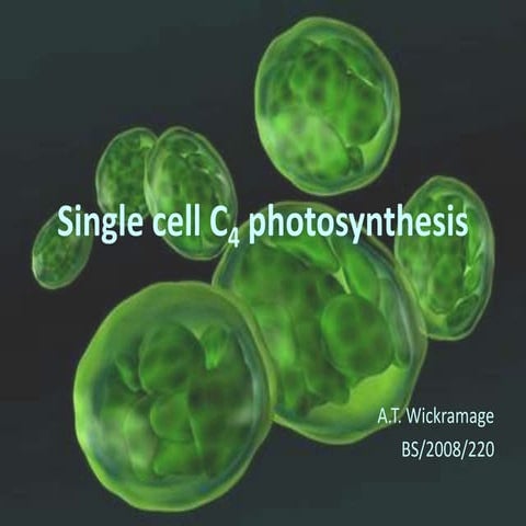 Single cell c4 photosynthesis | PPTX