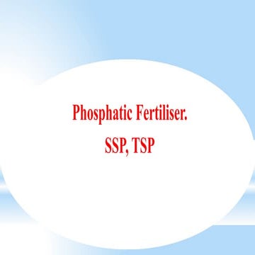 Single Super Phosphate (SSP) and Triple Super Phosphate (TSP).pptx