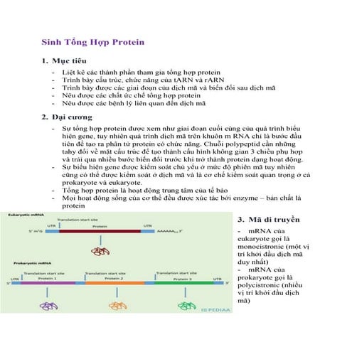 Sinh Tổng Hợp Protein | DOCX