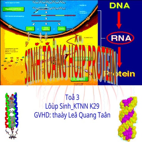 SINH HỌC TONG HOP PROTEIN SIÊU HAY.pptXX | PPT