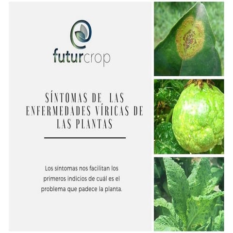 Sintomas de enfermedades víricas de las plantas | PPTX
