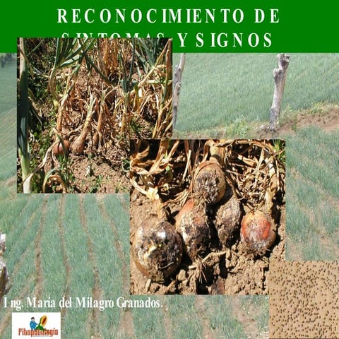 apoplasto y simplasto Absorcion del agua por las plantas | PDF