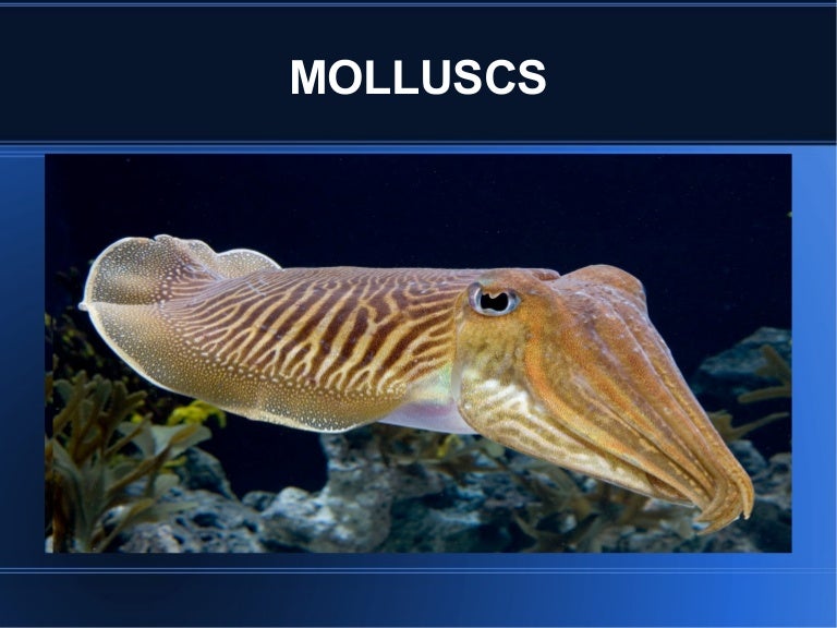 Molluscs