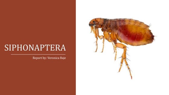 Glossina - tsetse fly | PPTX