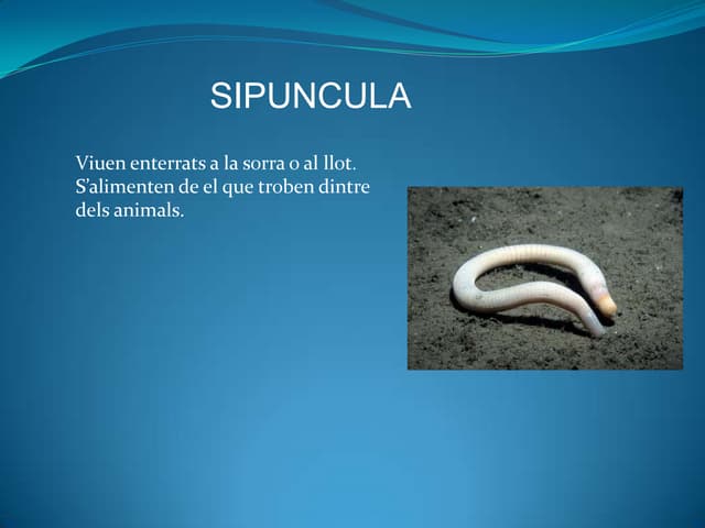 Sipuncula