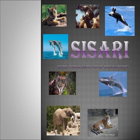 Sisari | PPT