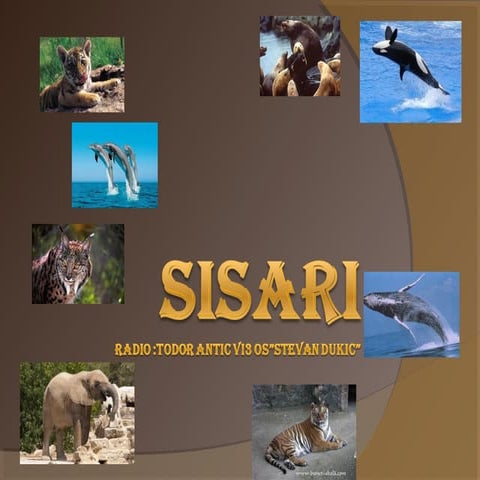 Sisari | PPT