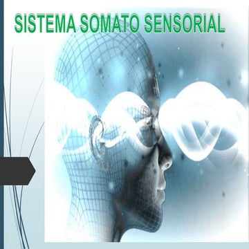 Sistema Somato Sensorial | PPTX