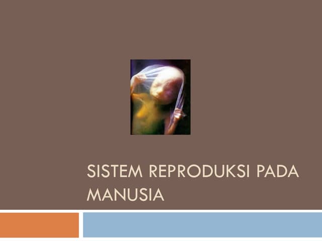 SISTEM URINARIA pada manusia fisiologi dan anatomi | PPTX