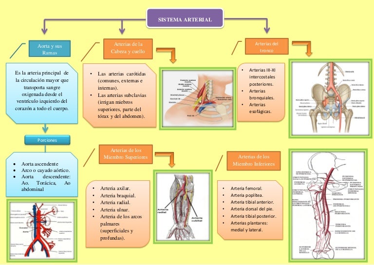Sistema arterial