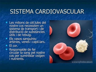 Tasca el funcionament del cor | PDF