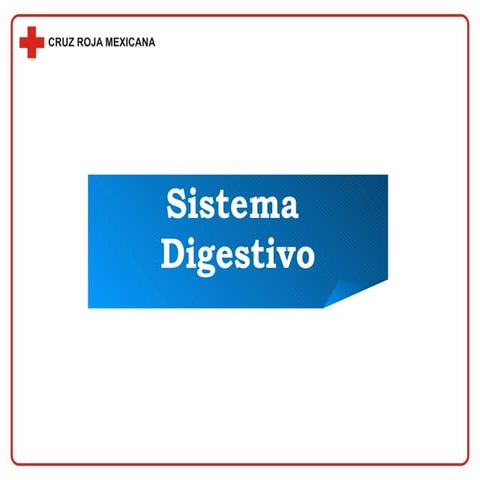 Sistema Digestivo | PPT