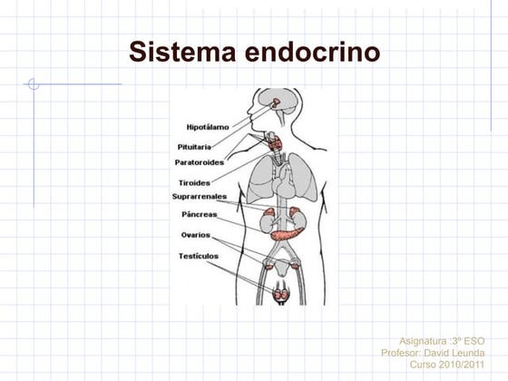 Cambios fisiológicos en el sistema endocrino en el adulto mayor - MC ...