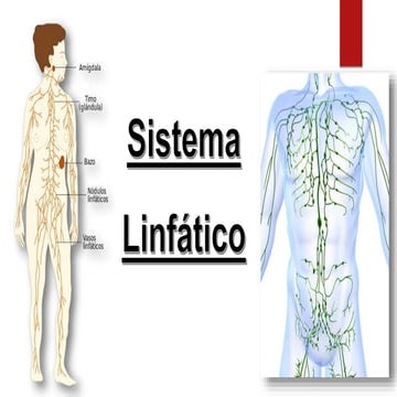 Sistema linfatico | PPTX