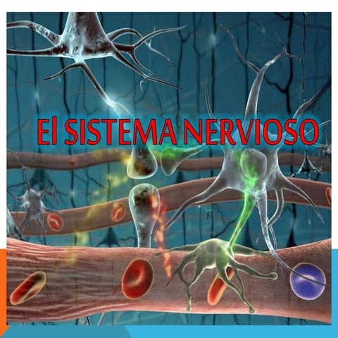 Homúnculo cortical o de Penfield. corteza motora y somatosensorial.pptx