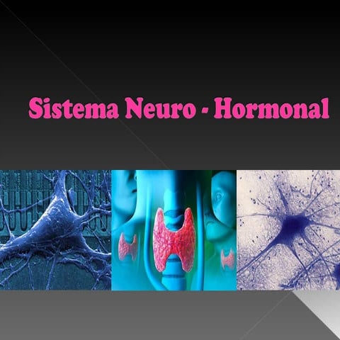 Sistema Neuro Hormonal | PPT