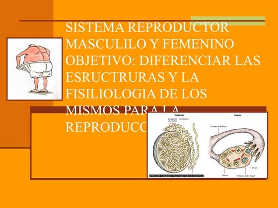 Anatomía Y Fisiología Del Sistema Reproductor Masculino Ppt