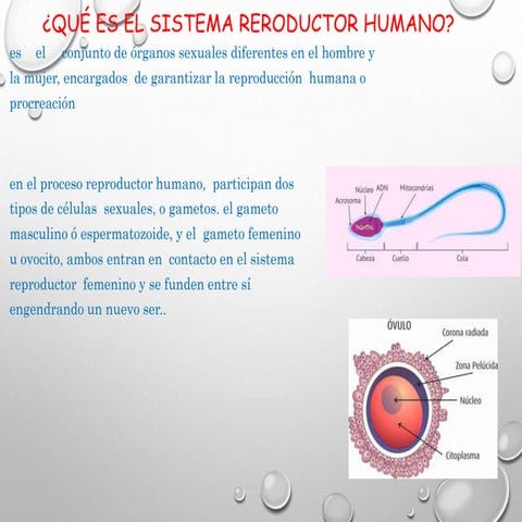 Sistema reproductor humano | PPTX