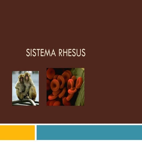 Sistema Rhesus | PDF