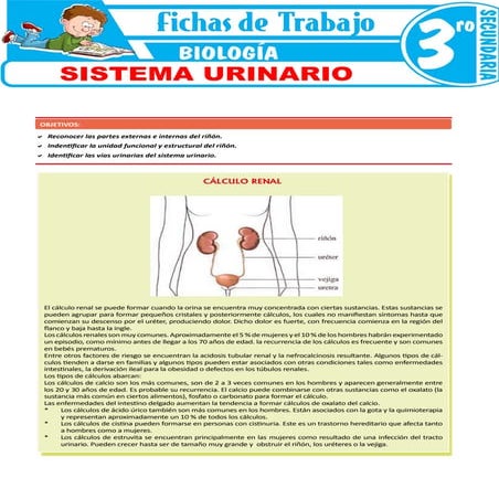 Hoja De Trabajo Del Sistema Urinario Para La Escuela Secundaria