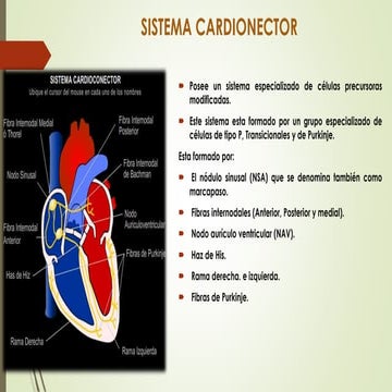 Inervación del Corazón - Intrínseca y Extrínseca | PPTX