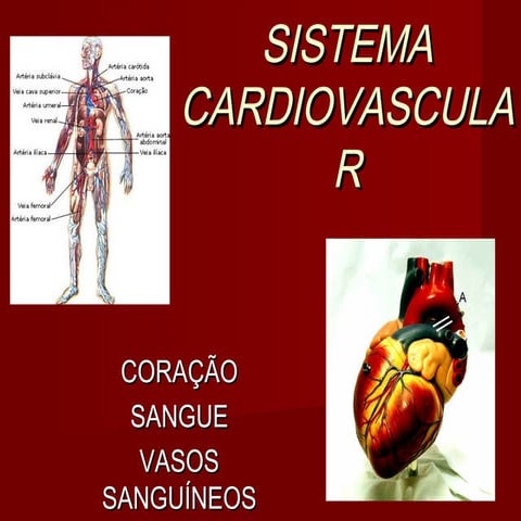 Sistema cardiovascular | PPT