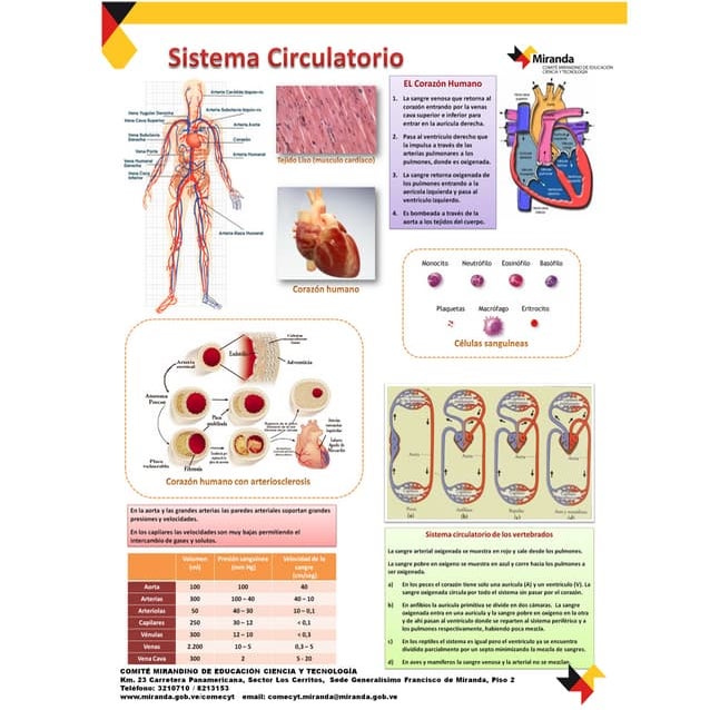 Lamina Educativa Del Sistema Circulatorio Para Imprimir 1080x1920