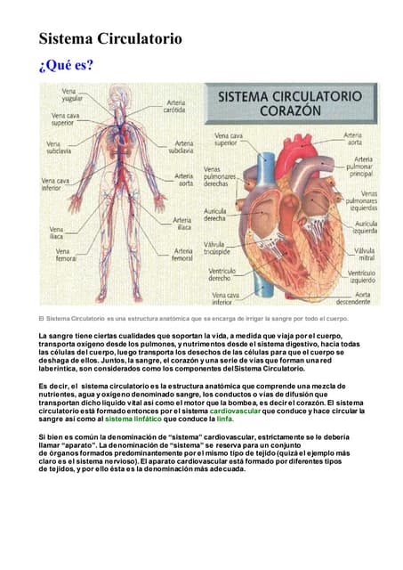 Hoja De Trabajo Del Sistema Circulatorio Fichas Del Sistema