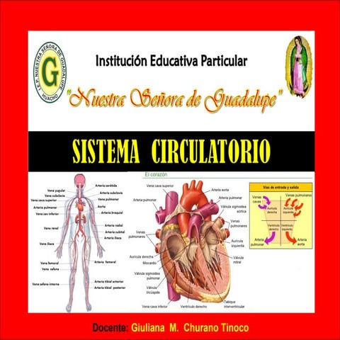 Sistema circulatorio | PPT