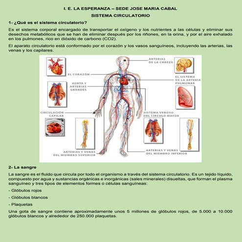 Sistema circulatorio | PDF